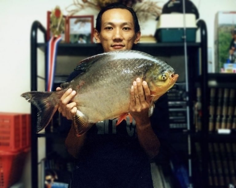 Red-bellied pacu (Piaractus brachyomus) - Sport Fishing Asia