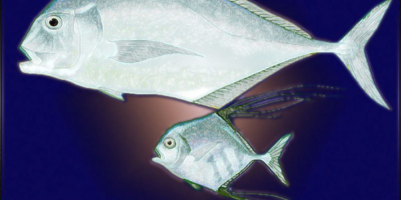 Saltwater Fish Archives - Sport Fishing Asia