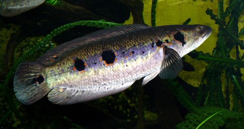 Meet the Channa family - Sport Fishing Asia