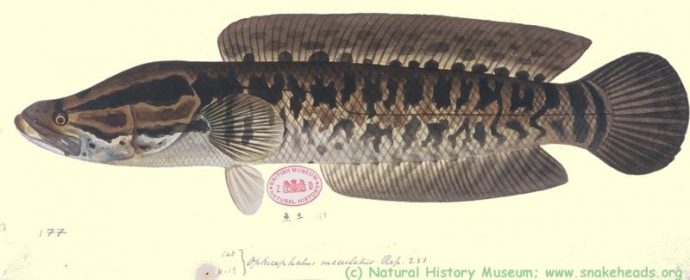 Meet the Channa family - Sport Fishing Asia