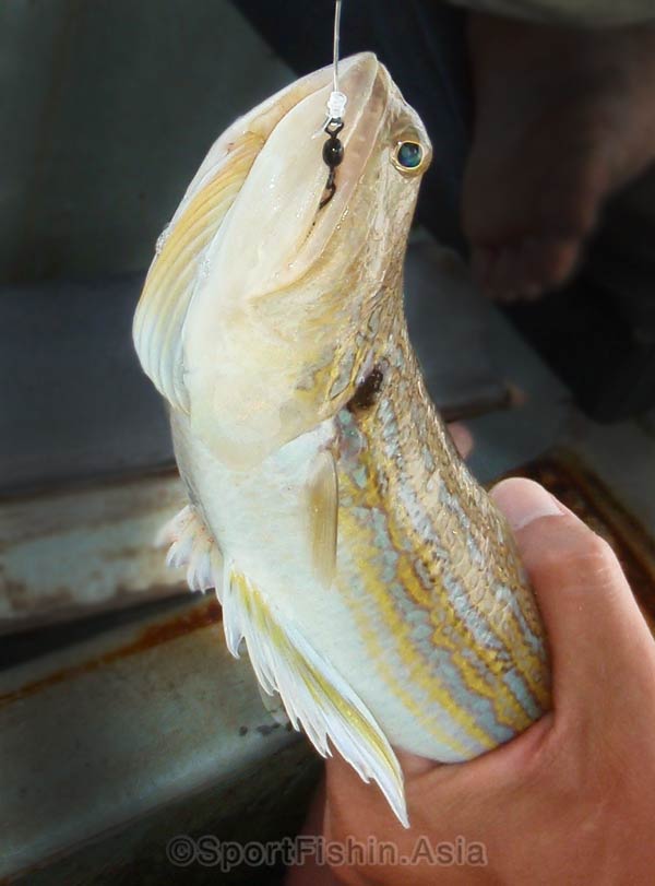Lizardfish - Sport Fishing Asia