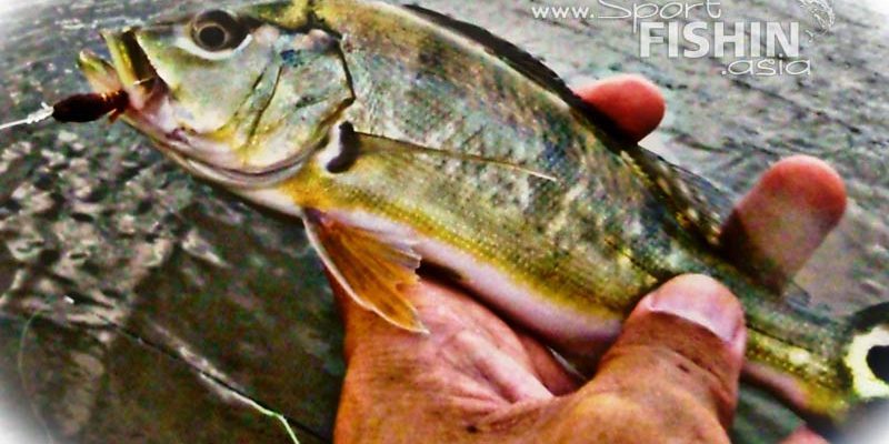 Peacock Bass Fishing Archives - Sport Fishing Asia