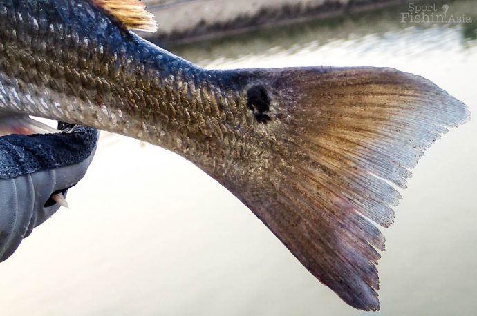Jugra pond redfish (senangin taiwan) - Sport Fishing Asia