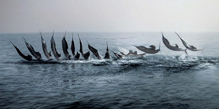 Fly Fishing Sailfish - Absolute Mayhem - Sport Fishing Asia