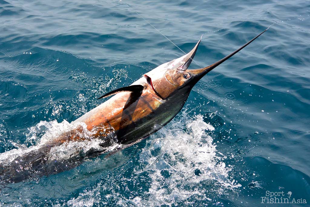 Fly Fishing Sailfish - Absolute Mayhem - Sport Fishing Asia