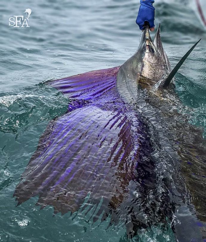 Fascinating Sailfish Facts You Must Know - Sport Fishing Asia
