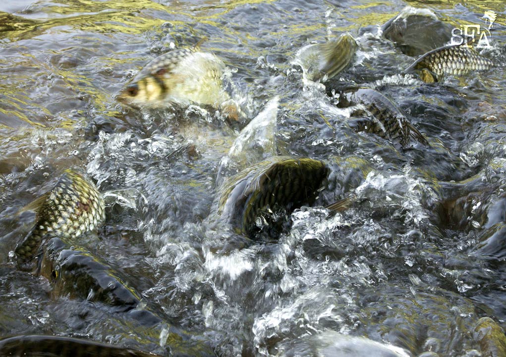 Mahseer and Sebarau Fishing in Sabah Borneo - Sport Fishing Asia