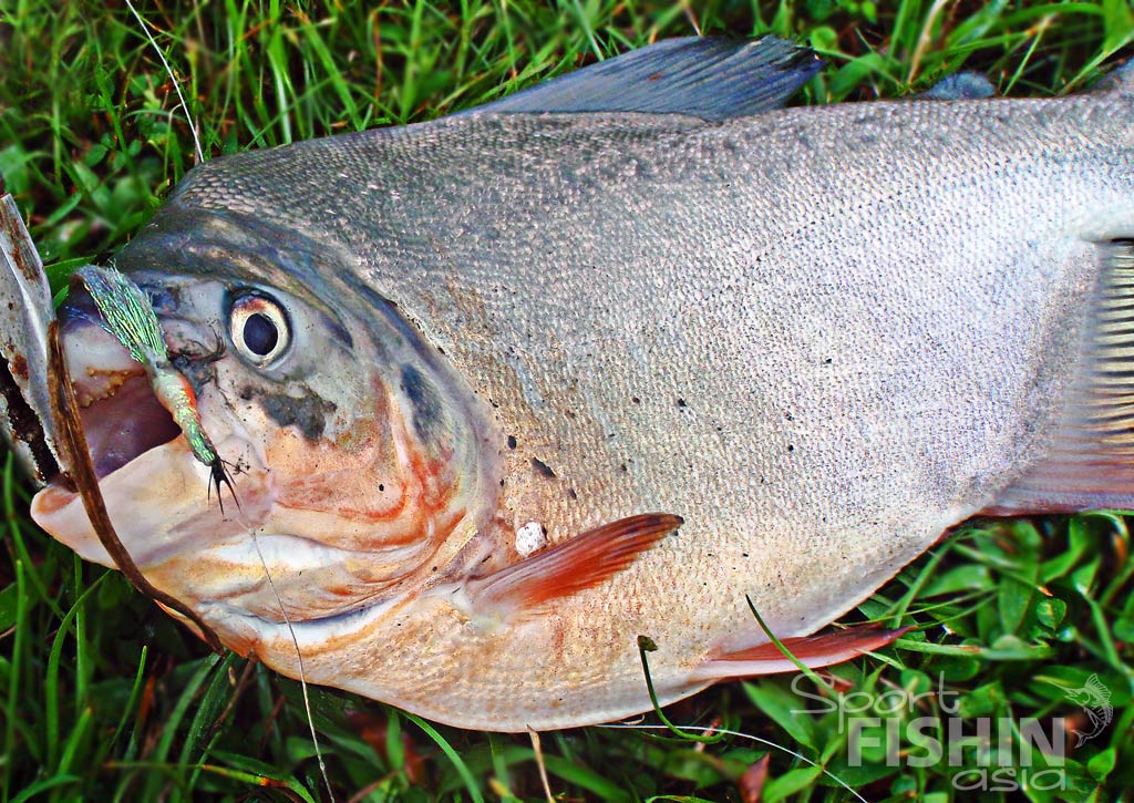 Fly Fishing with Shrimp Fly - Sport Fishing Asia