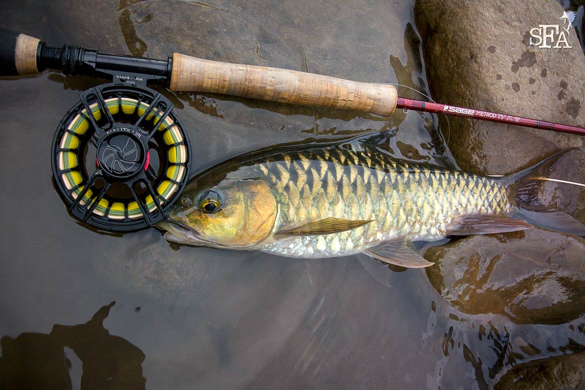 Mahseer and Sebarau Fishing in Sabah Borneo - Sport Fishing Asia