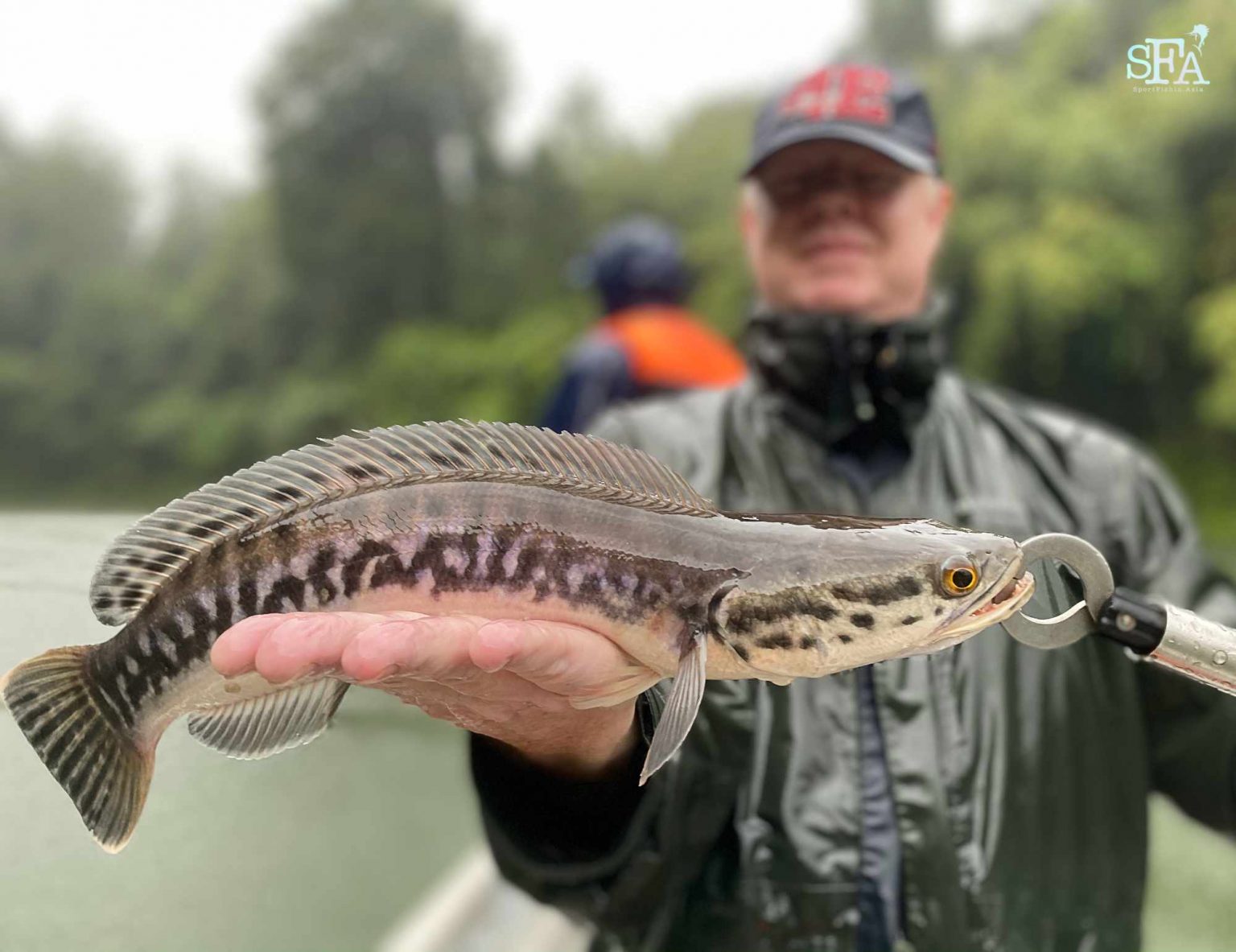 Toman (giant snakehead) Fishing Malaysia - Mark and Warren’s Rainforest ...