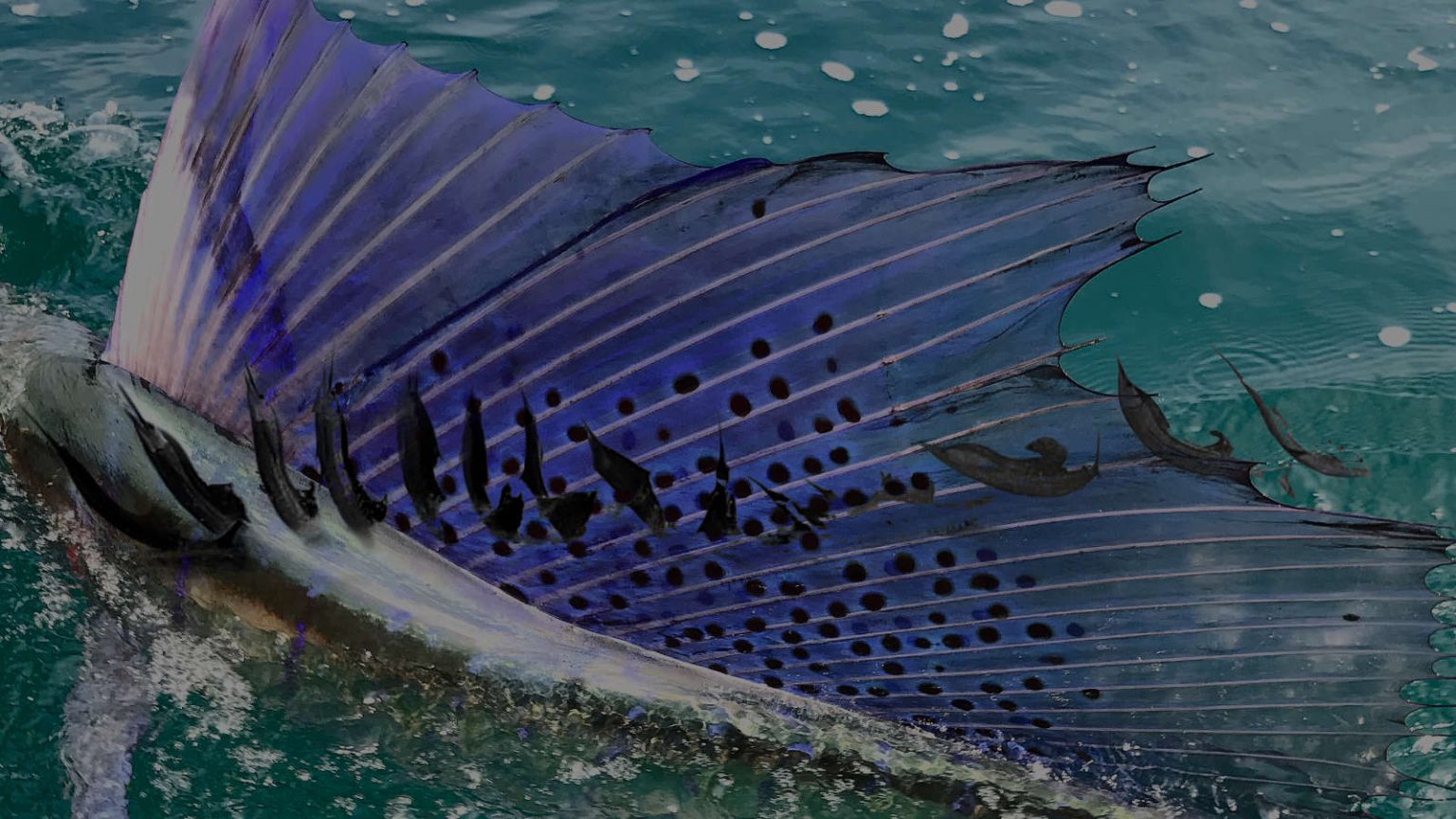 Fly Fishing Sailfish - Absolute Mayhem - Sport Fishing Asia