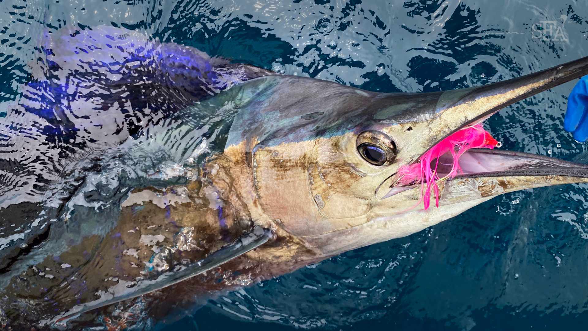 Fly Fishing for Sailfish in Kuala Rompin Malaysia - Sport Fishing Asia