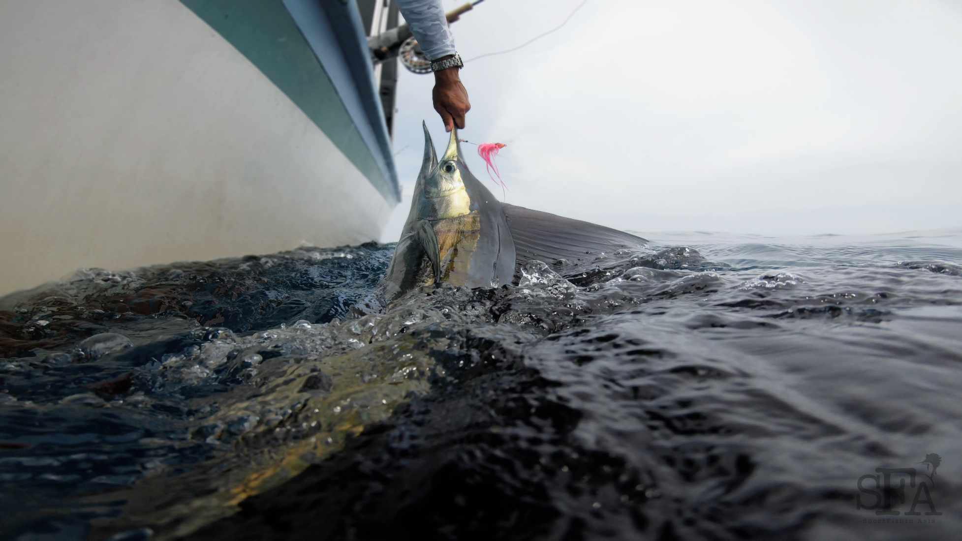 Fly Fishing Sailfish - Absolute Mayhem - Sport Fishing Asia