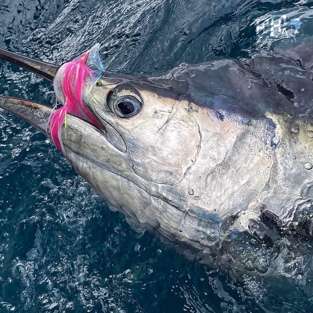 Fly Fishing for Sailfish in Kuala Rompin Malaysia - Sport Fishing Asia