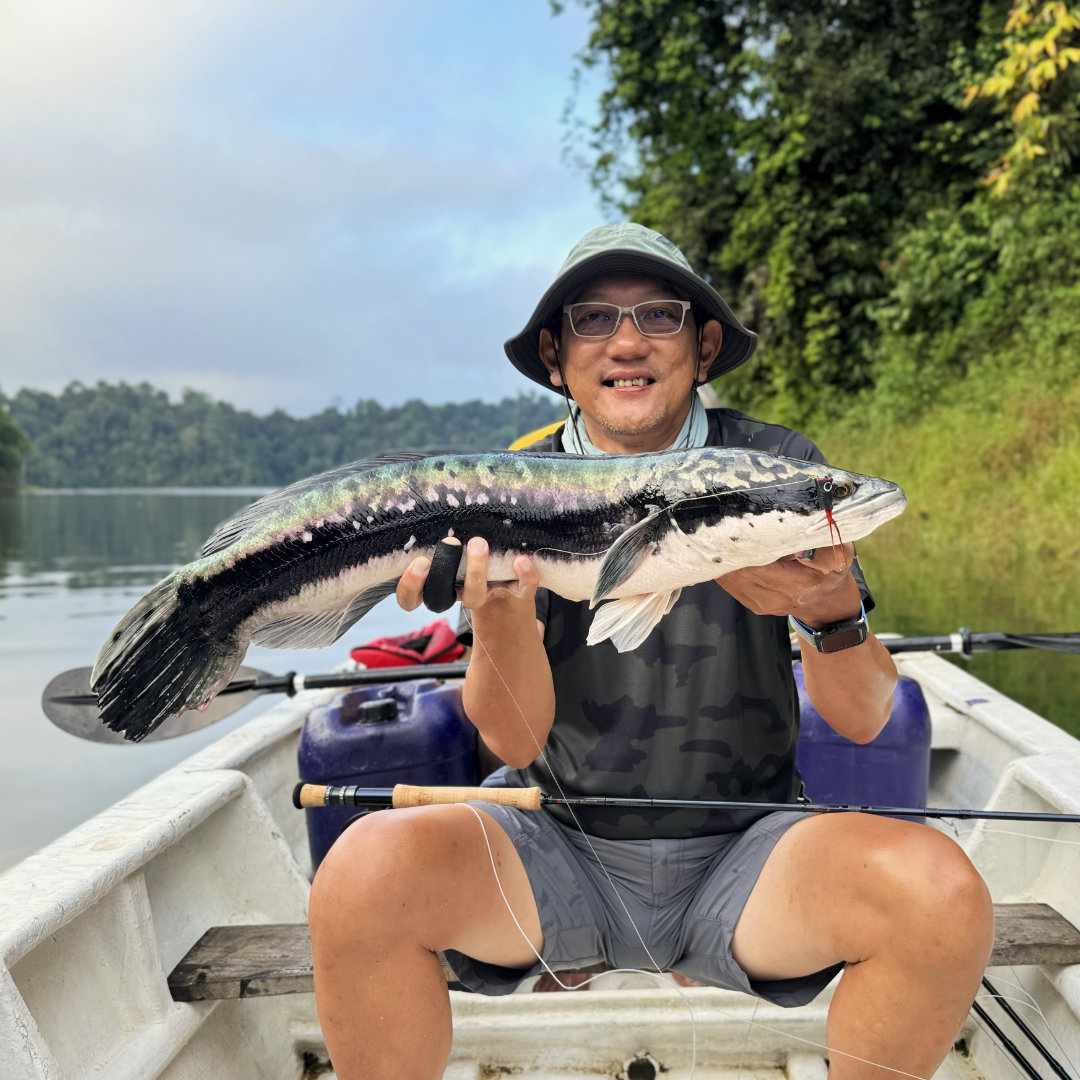 Toman (Giant Snakehead) On The Fly - Sport Fishing Asia